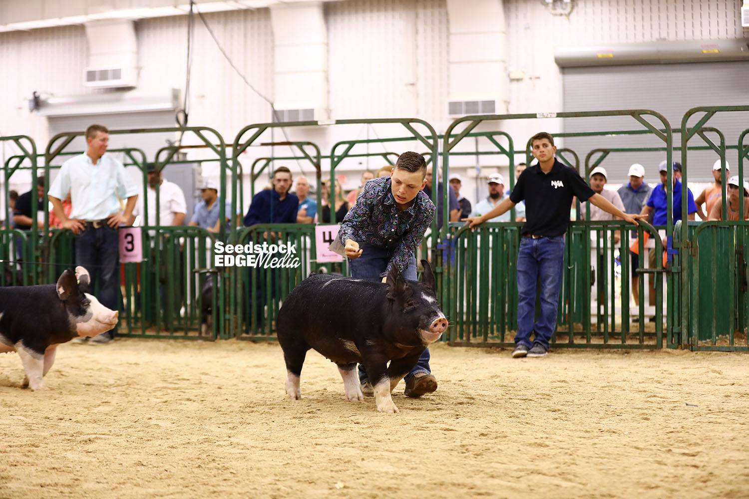 2021 The Exposition Junior Show Berkshire Barrow Show | National Swine ...