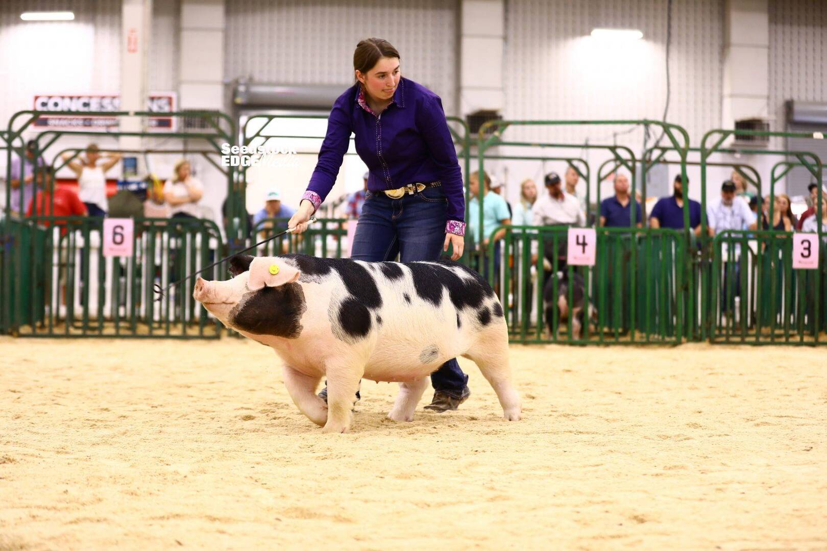 2021 The Exposition Junior Show Spotted Gilt Show | National Swine Registry