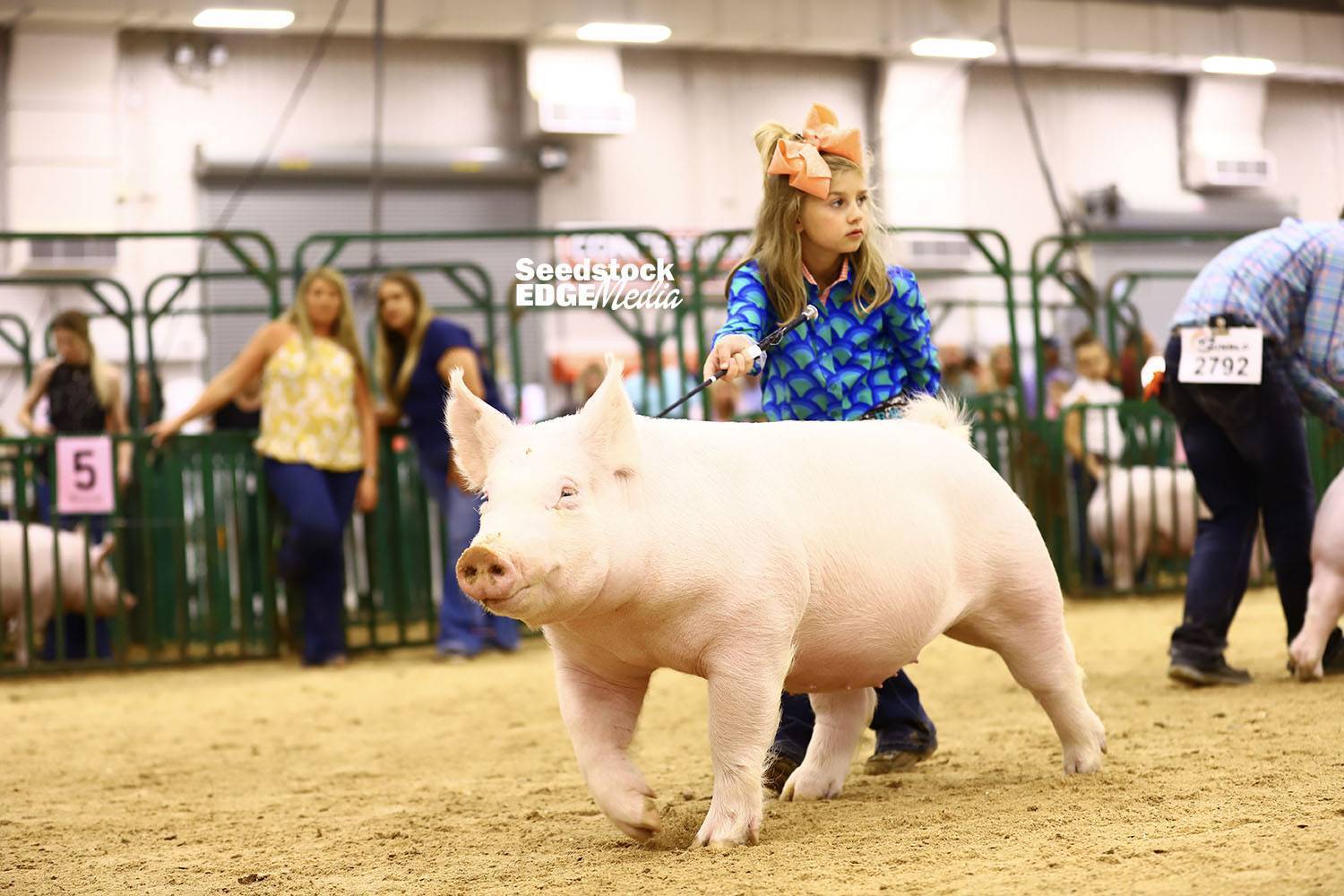 2021 The Exposition Junior Show Yorkshire Gilt Show | National Swine ...