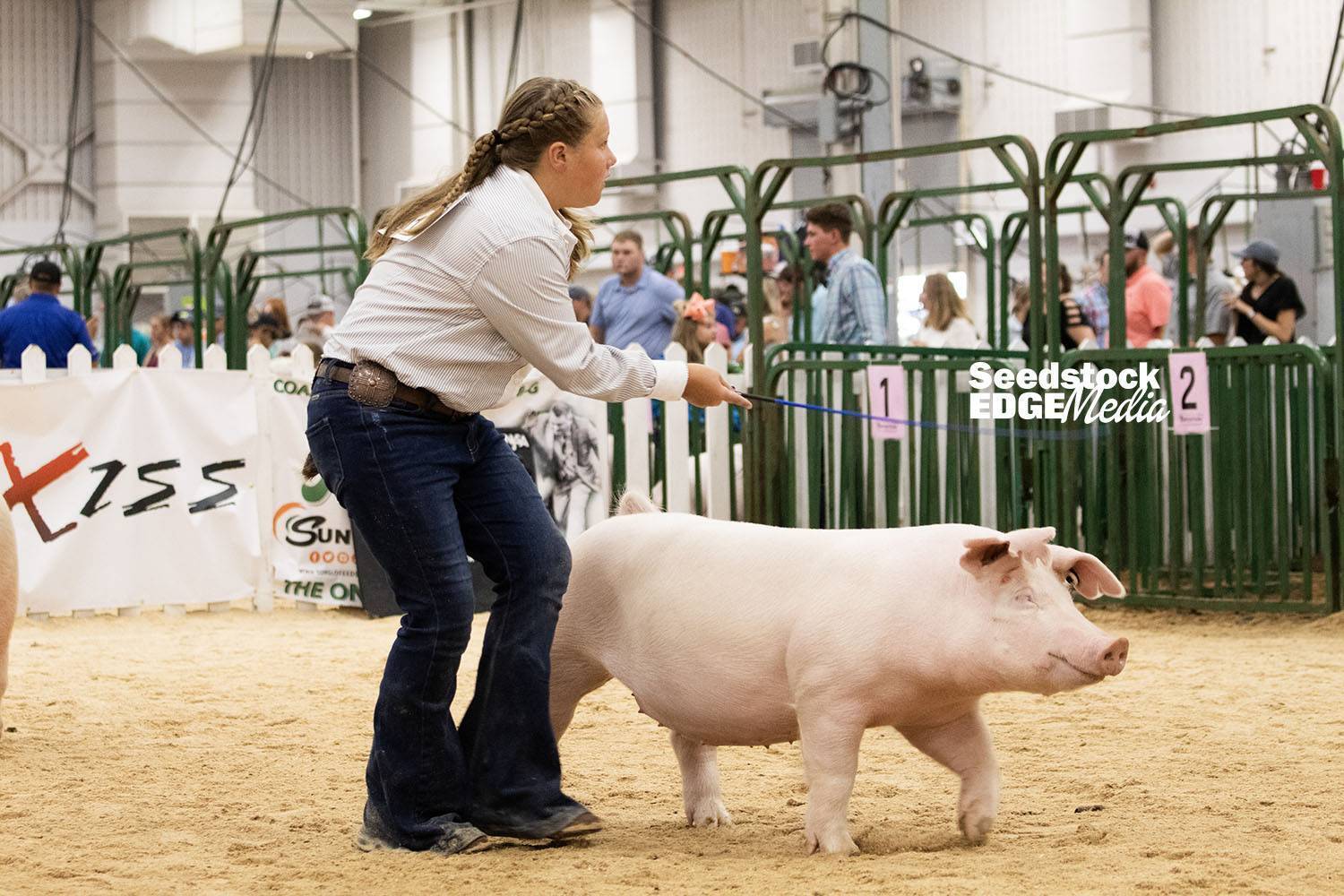 2021 The Exposition Junior Show Landrace Gilt Show | National Swine ...