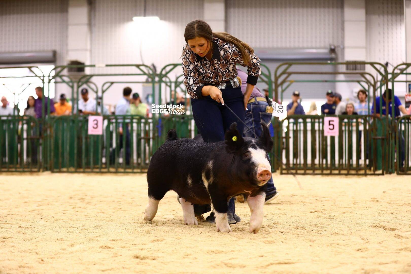 2021 The Exposition Junior Show Berkshire Gilt Show | National Swine ...