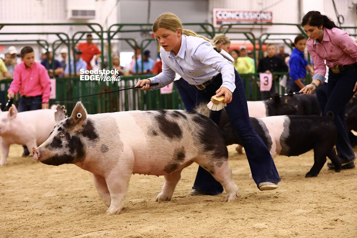 2021 The Exposition Junior Show Overall Crossbred Gilt Show | National ...