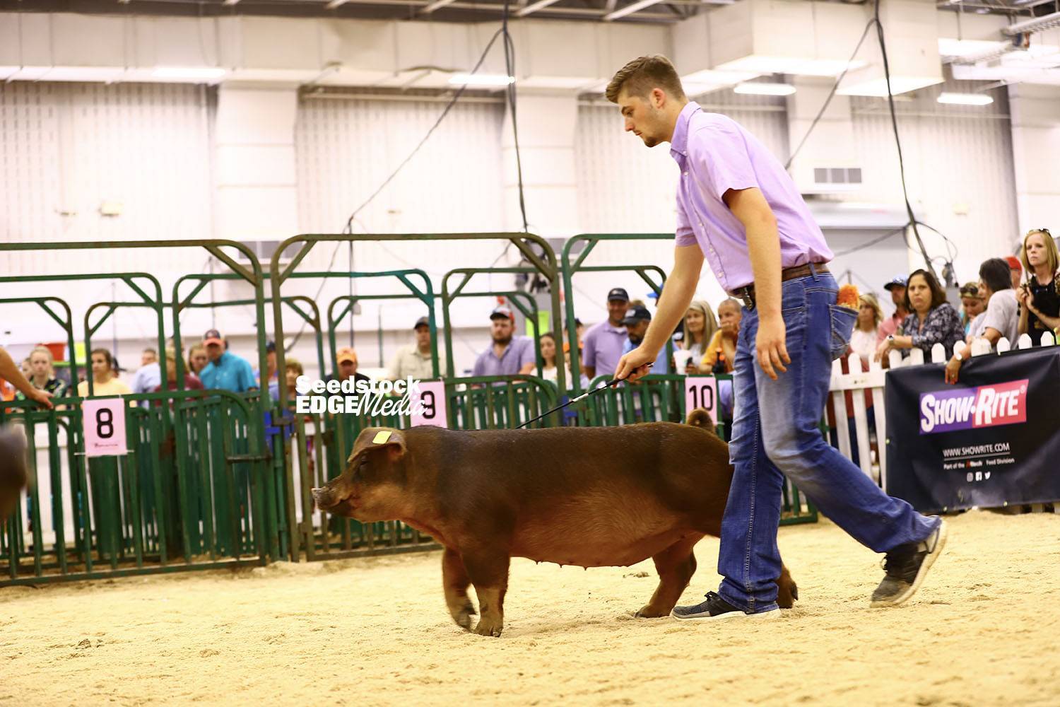 2021 The Exposition Junior Show Duroc Gilt Show | National Swine Registry