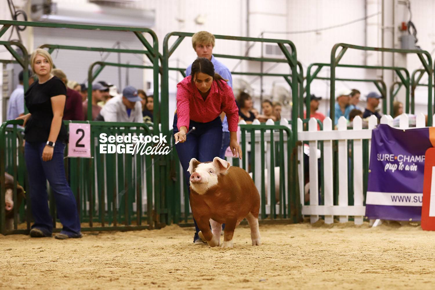 2021 The Exposition Junior Show Hereford Barrow Show | National Swine ...