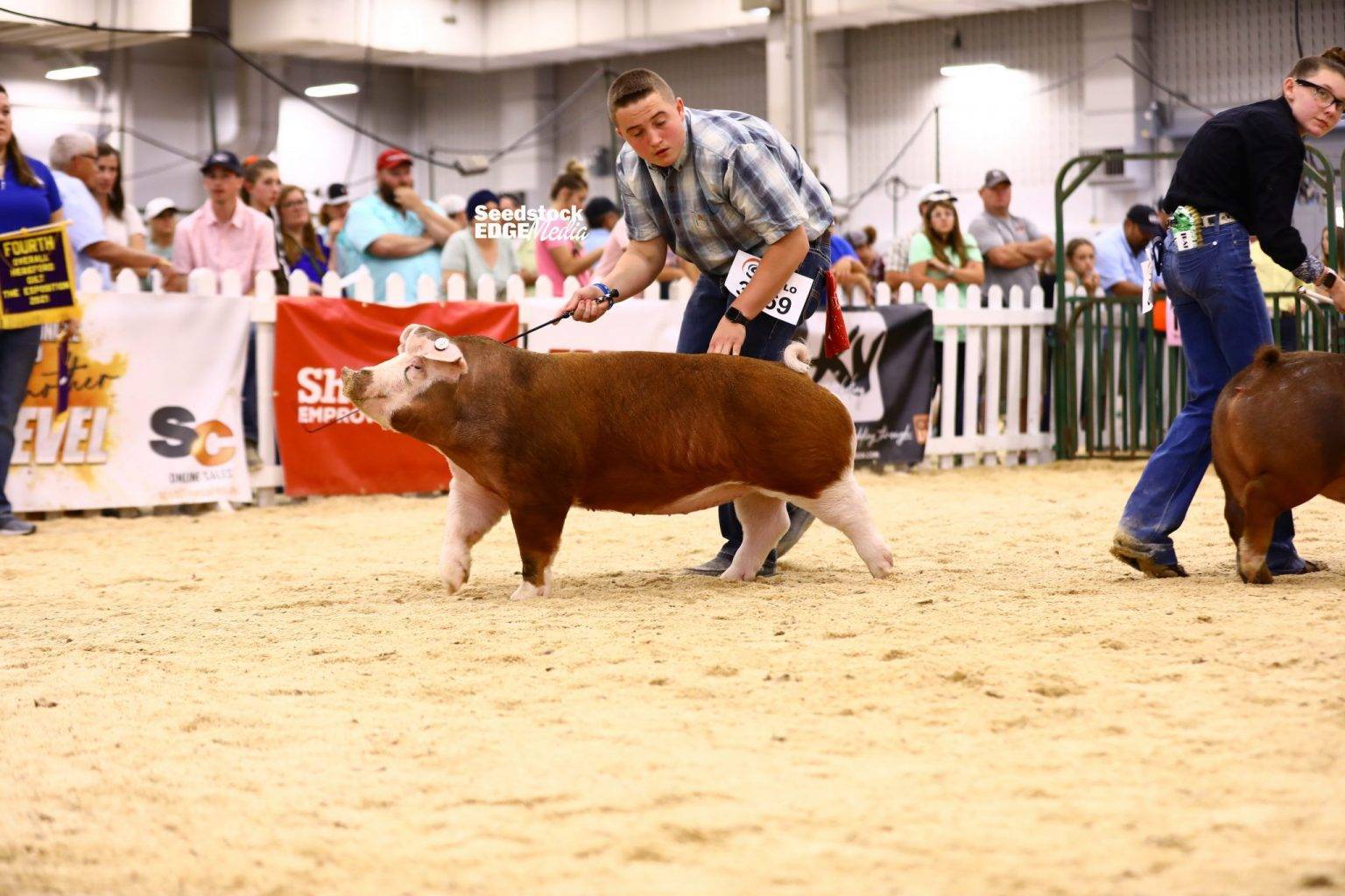 2021 The Exposition Junior Show Hereford Gilt Show | National Swine ...