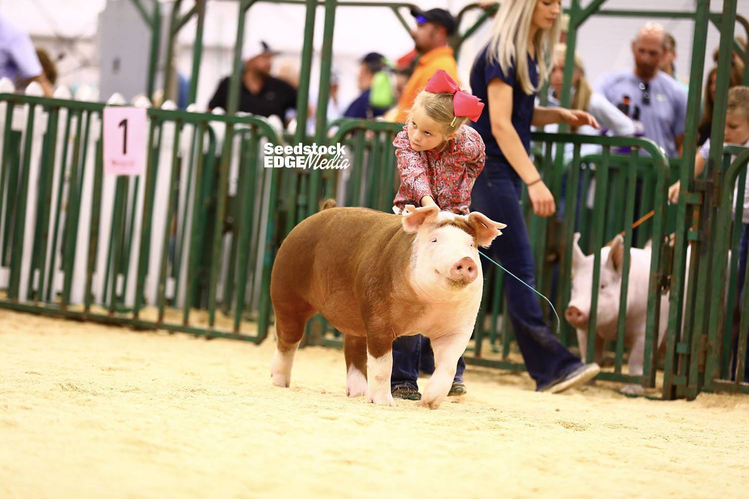 2021 The Exposition Junior Show Novice Showmanship | National Swine ...
