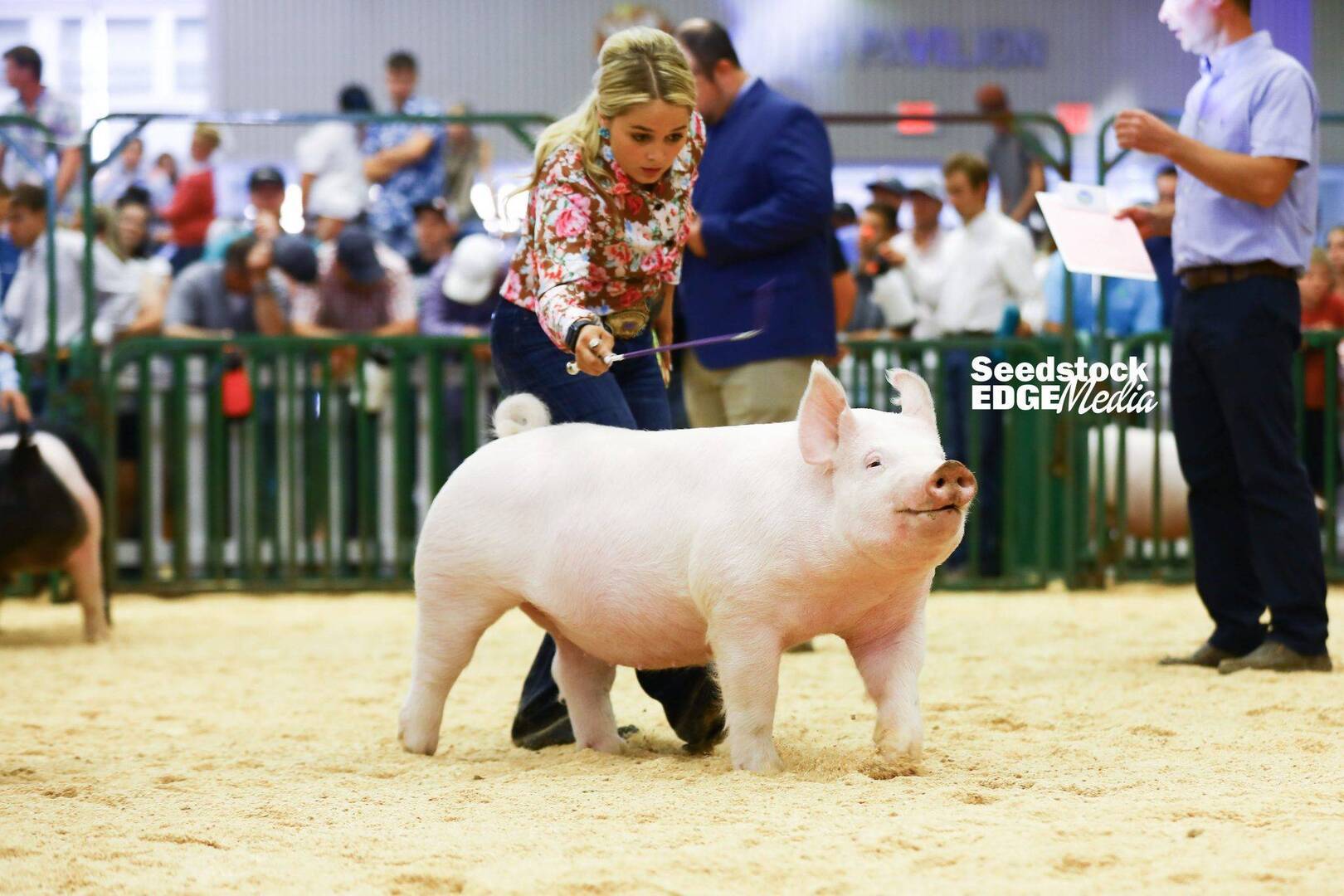 2021 The Exposition Junior Show Overall Purebred Gilt Show | National ...