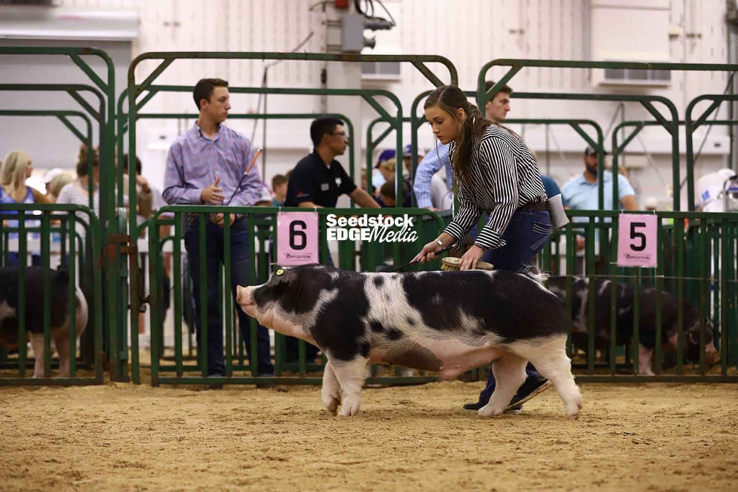 2021 The Exposition Junior Show Spot Barrow Show | National Swine Registry