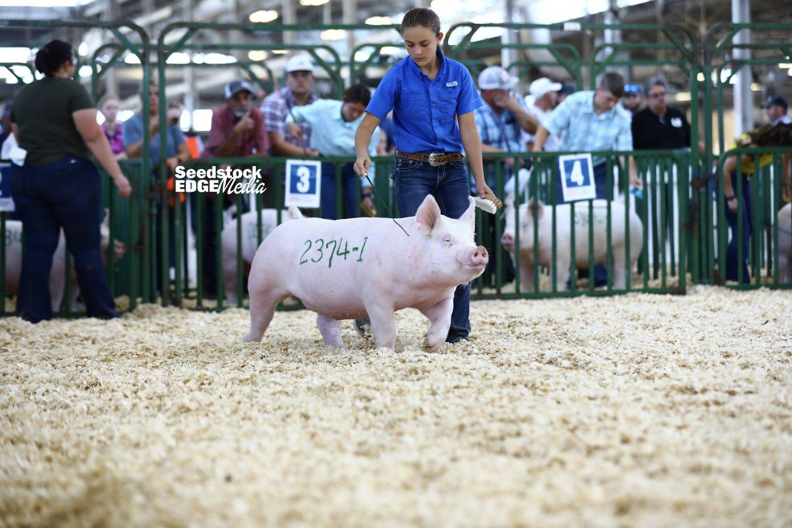2021 The Exposition Open Yorkshire Show | National Swine Registry