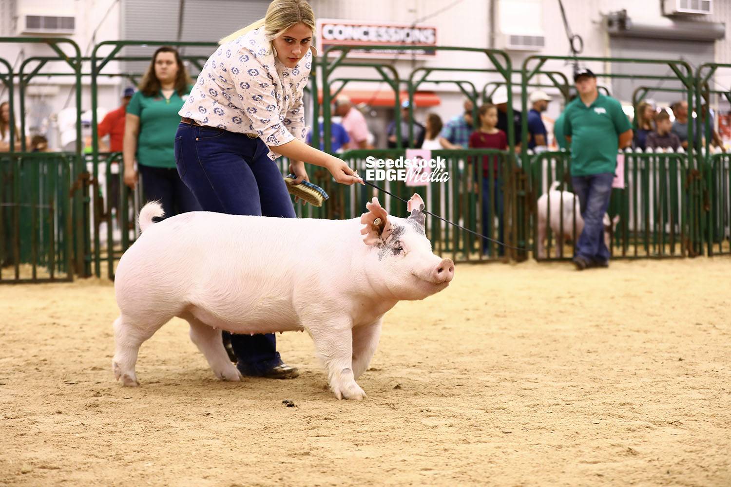 2021 The Exposition Junior Show Purebred Influenced Crossbred Gilt Show ...