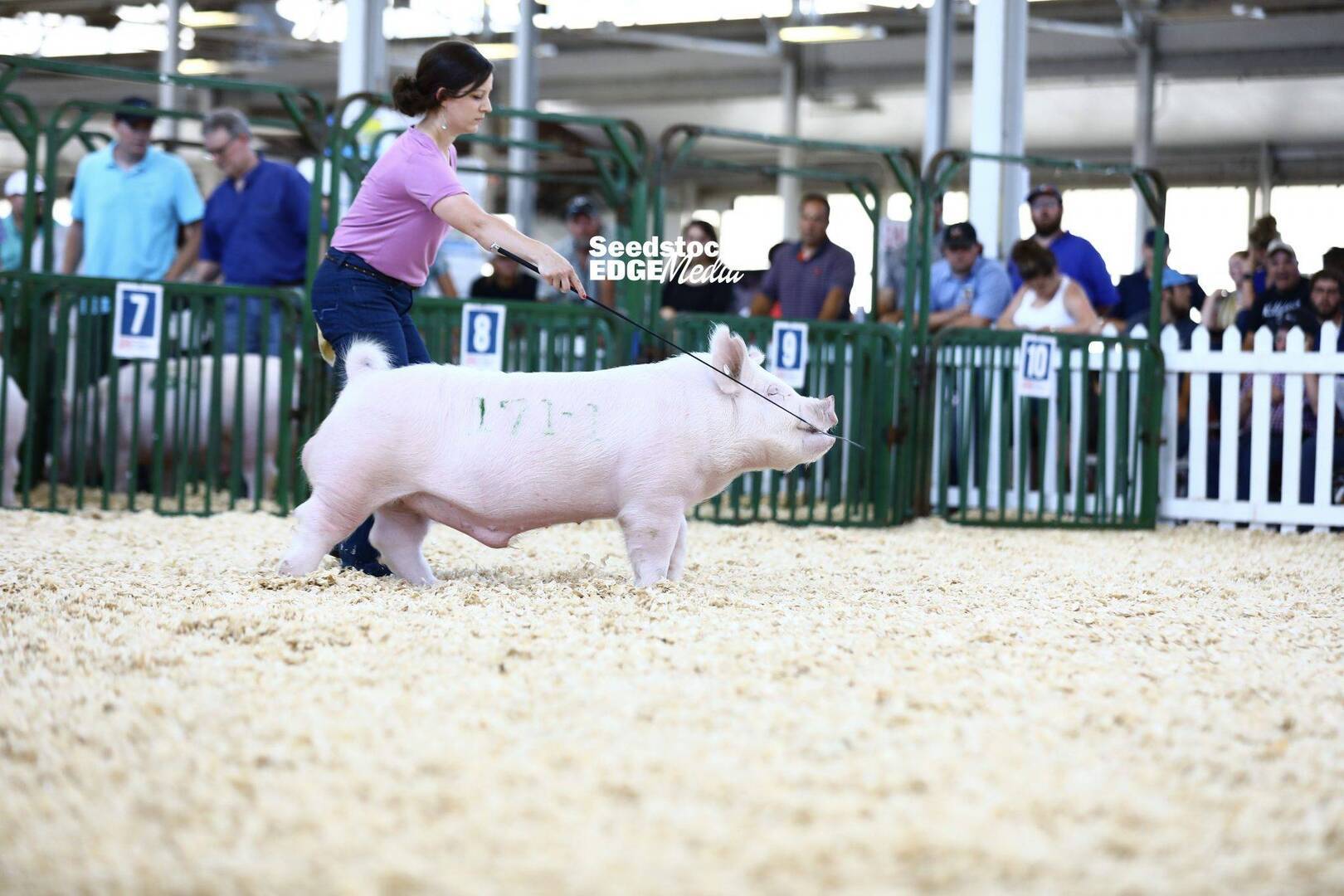 2021 The Exposition Open Yorkshire Show | National Swine Registry