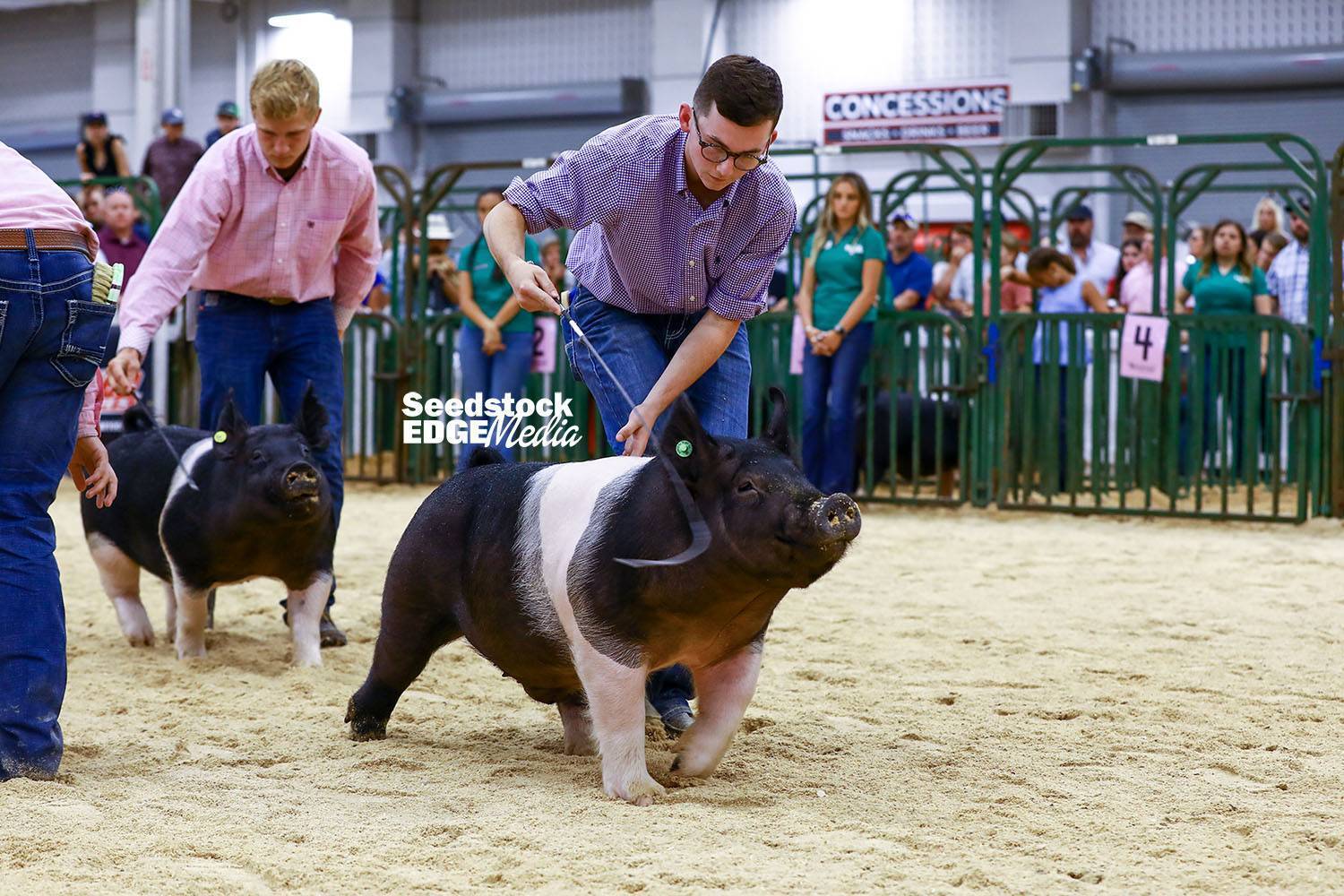 2021 The Exposition Junior Show Overall Crossbred Barrow Show ...