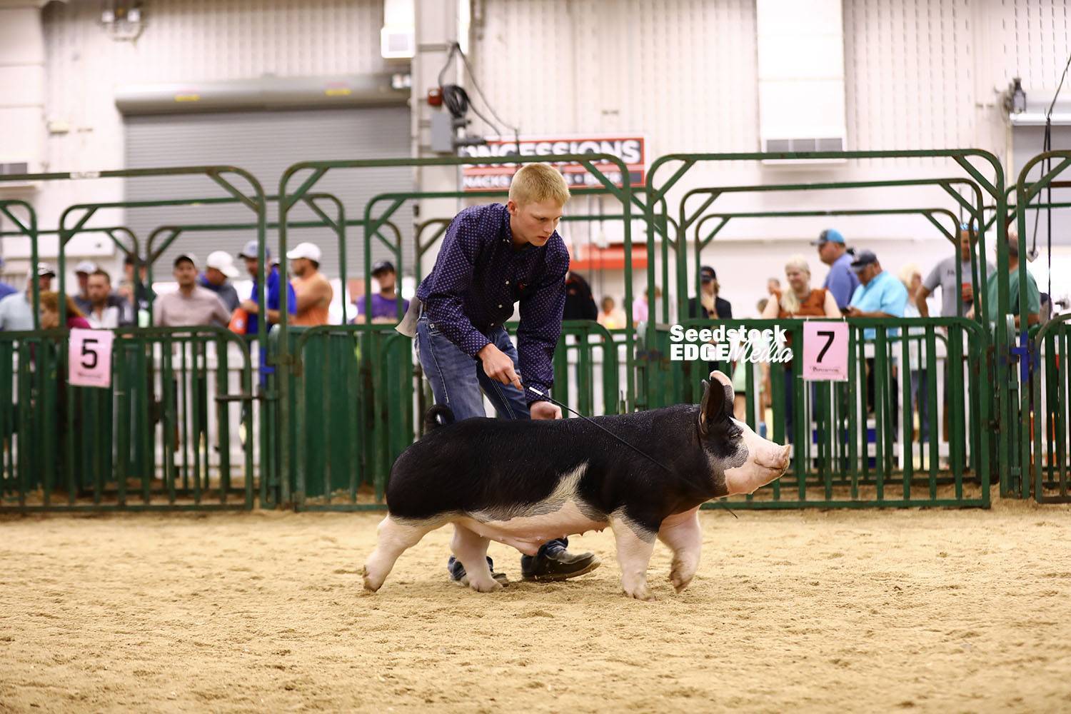 2021 The Exposition Junior Show Berkshire Barrow Show | National Swine ...