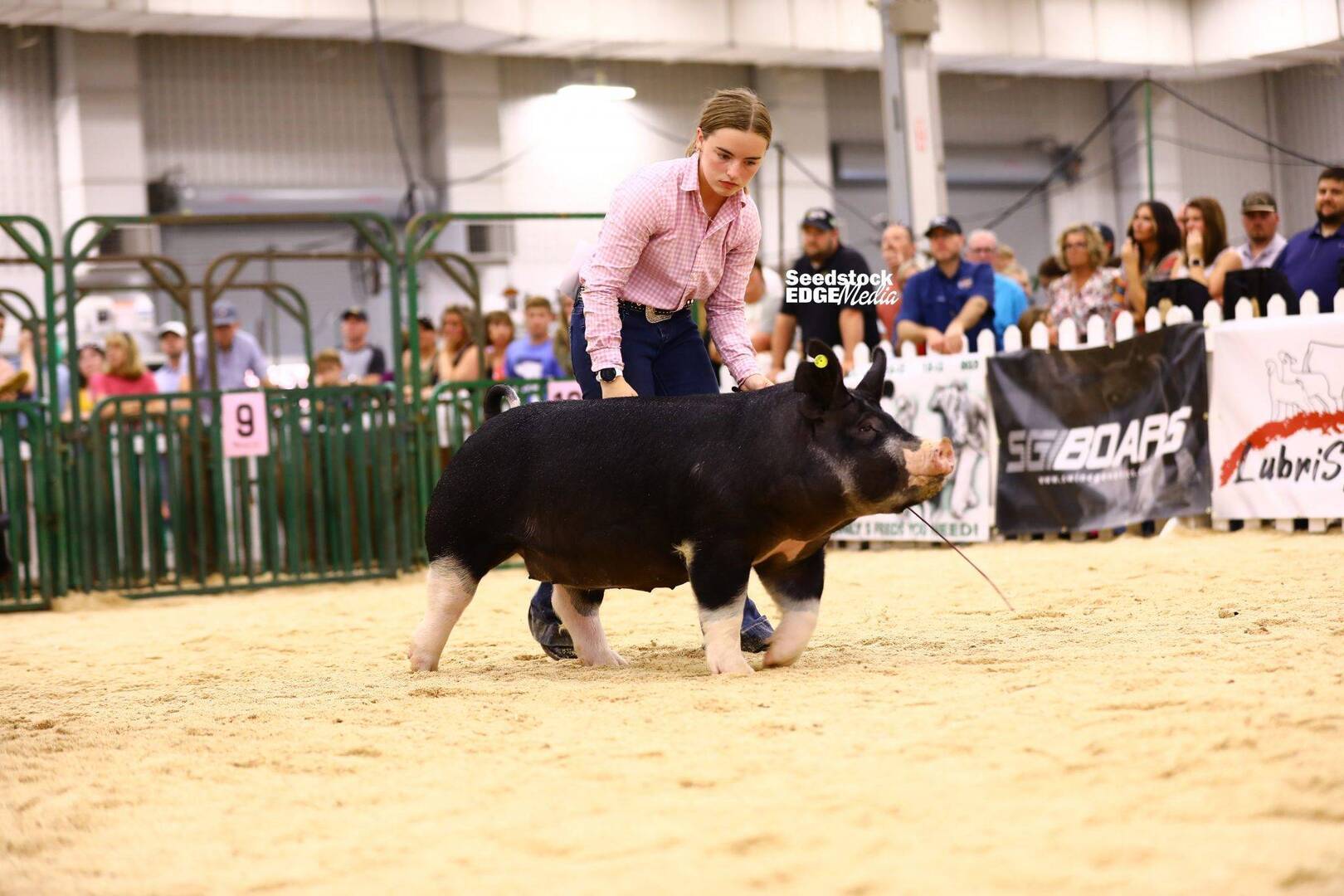 2021 The Exposition Junior Show Berkshire Gilt Show | National Swine ...