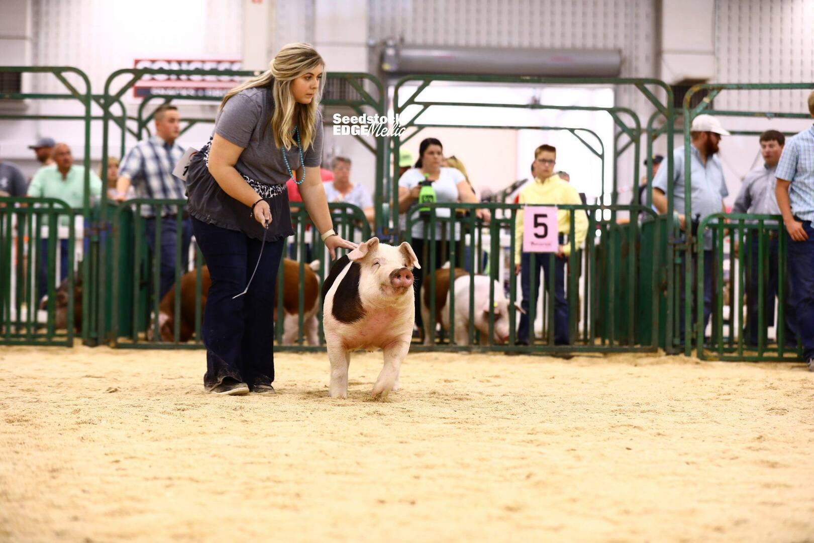 2021 The Exposition Junior Show Hereford Gilt Show | National Swine ...
