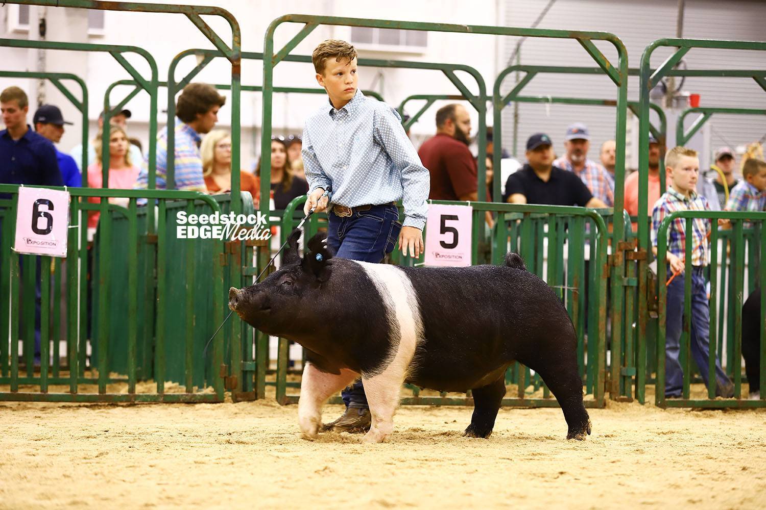 2021 The Exposition Junior Show Hampshire Gilt Show | National Swine ...