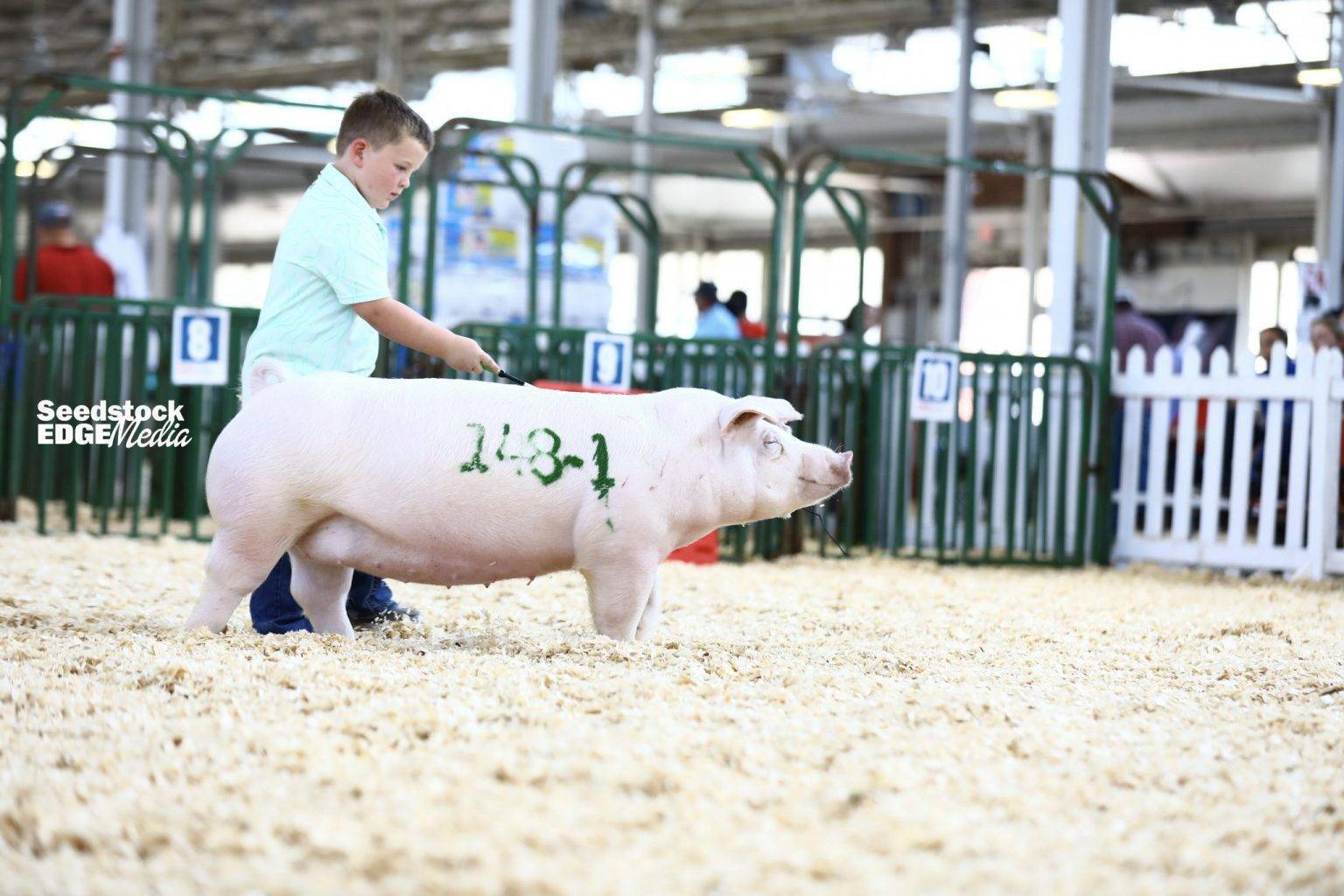 2021 The Exposition Open Landrace Show | National Swine Registry