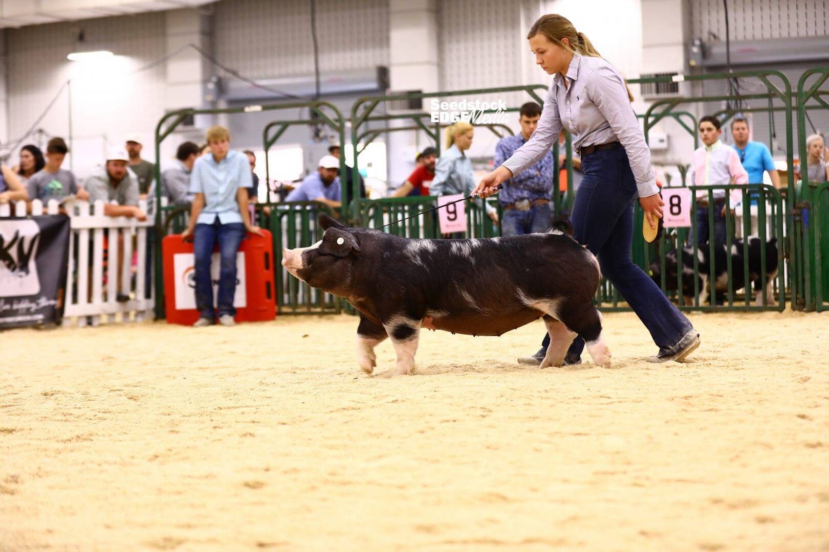 2021 The Exposition Junior Show Spotted Gilt Show | National Swine Registry