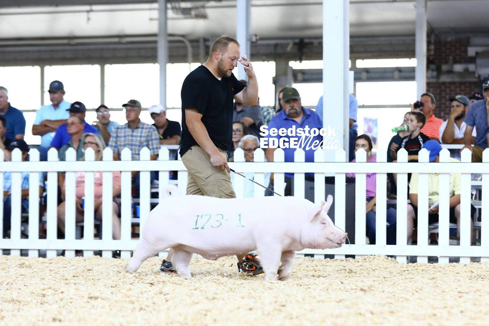 2021 The Exposition Open Yorkshire Show | National Swine Registry