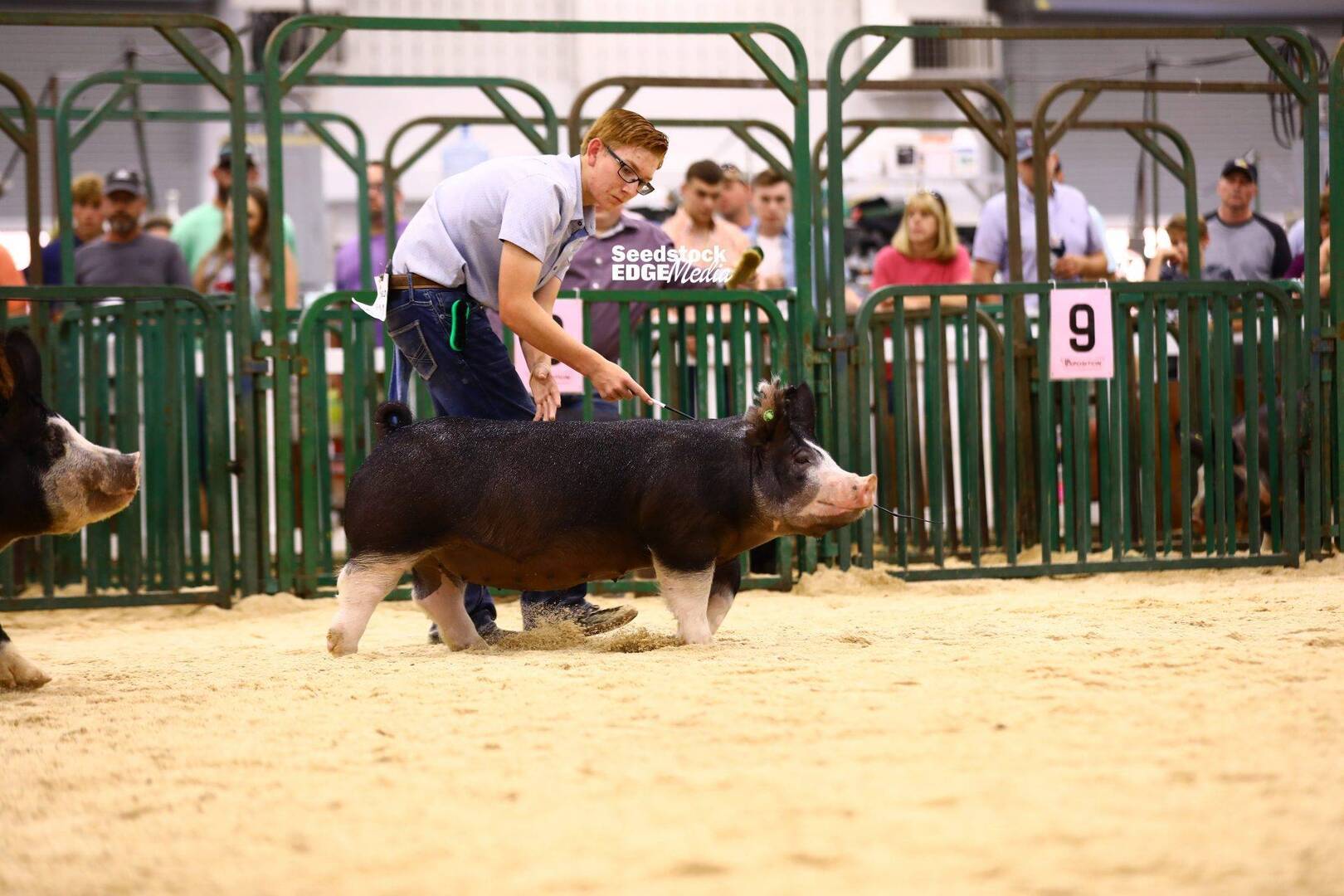 2021 The Exposition Junior Show Berkshire Gilt Show | National Swine ...