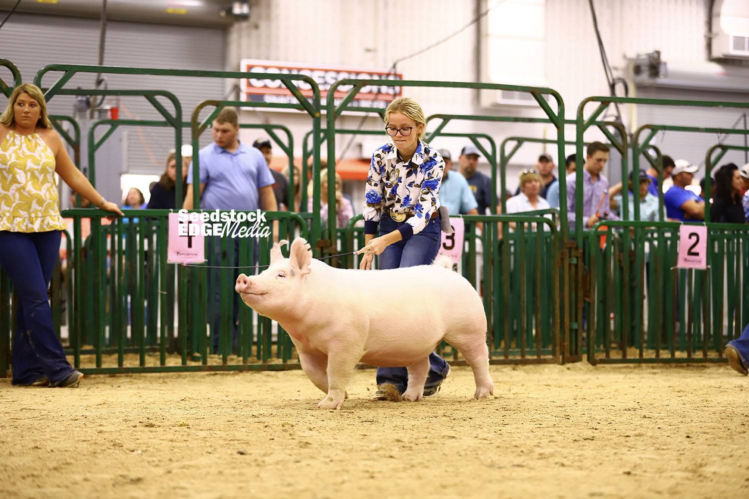 2021 The Exposition Junior Show Yorkshire Gilt Show | National Swine ...