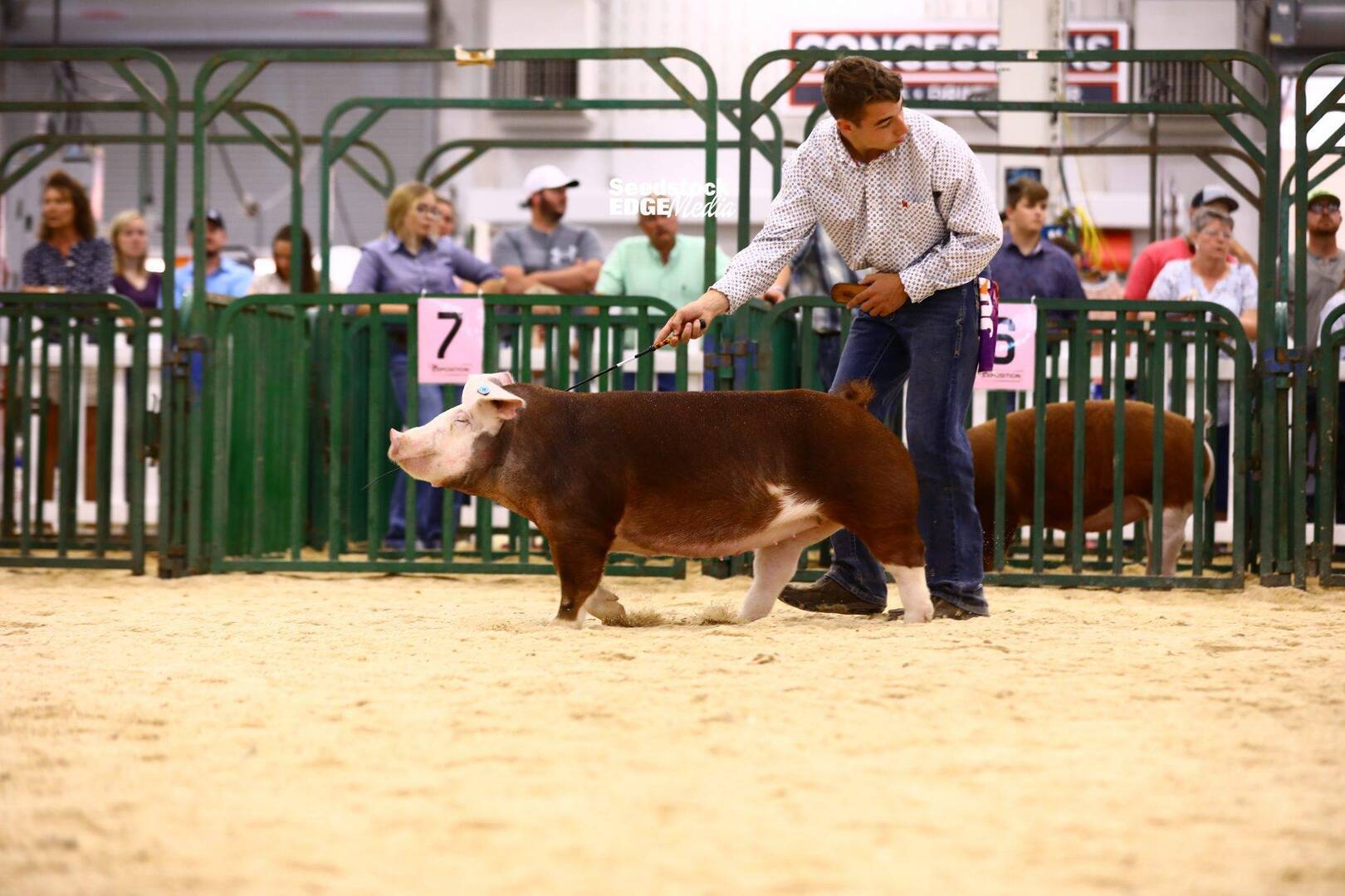 2021 The Exposition Junior Show Hereford Gilt Show | National Swine ...