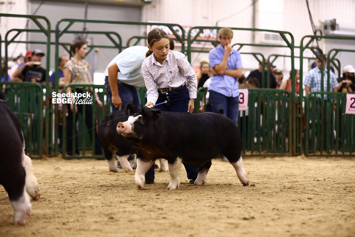 2021 The Exposition Junior Show Poland Barrow Show | National Swine ...