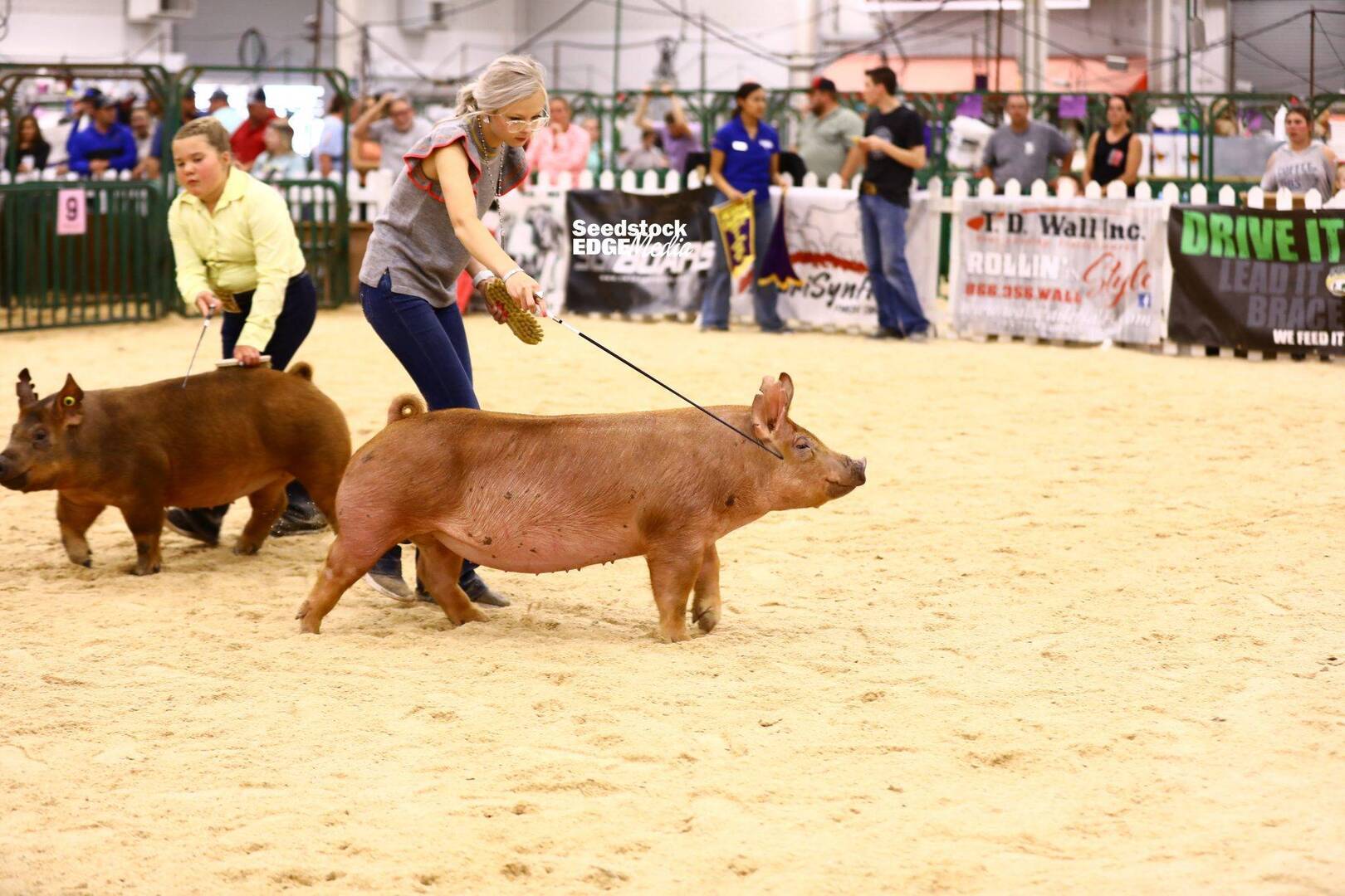 2021 The Exposition Junior Show Tamworth Gilt Show | National Swine ...