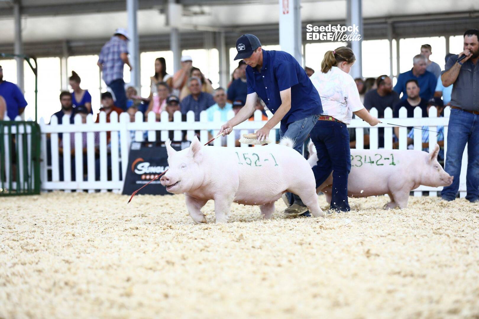 2021 The Exposition Open Yorkshire Show | National Swine Registry