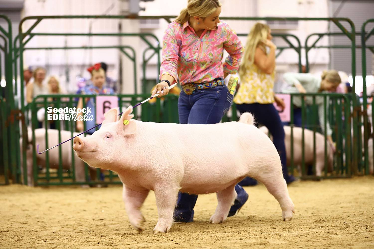 2021 The Exposition Junior Show Yorkshire Gilt Show | National Swine ...