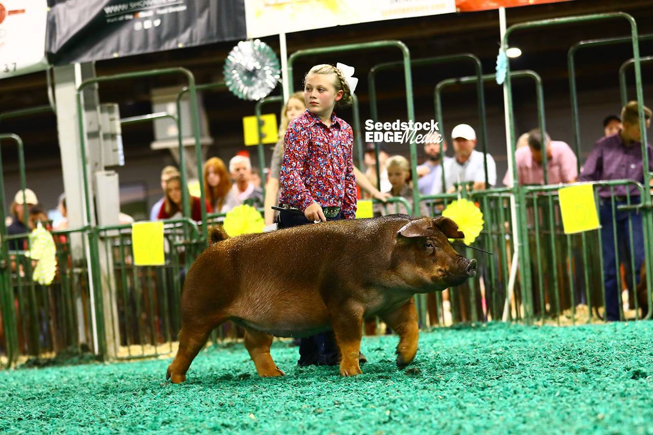 2021 NJSS Duroc Gilt Show | National Swine Registry