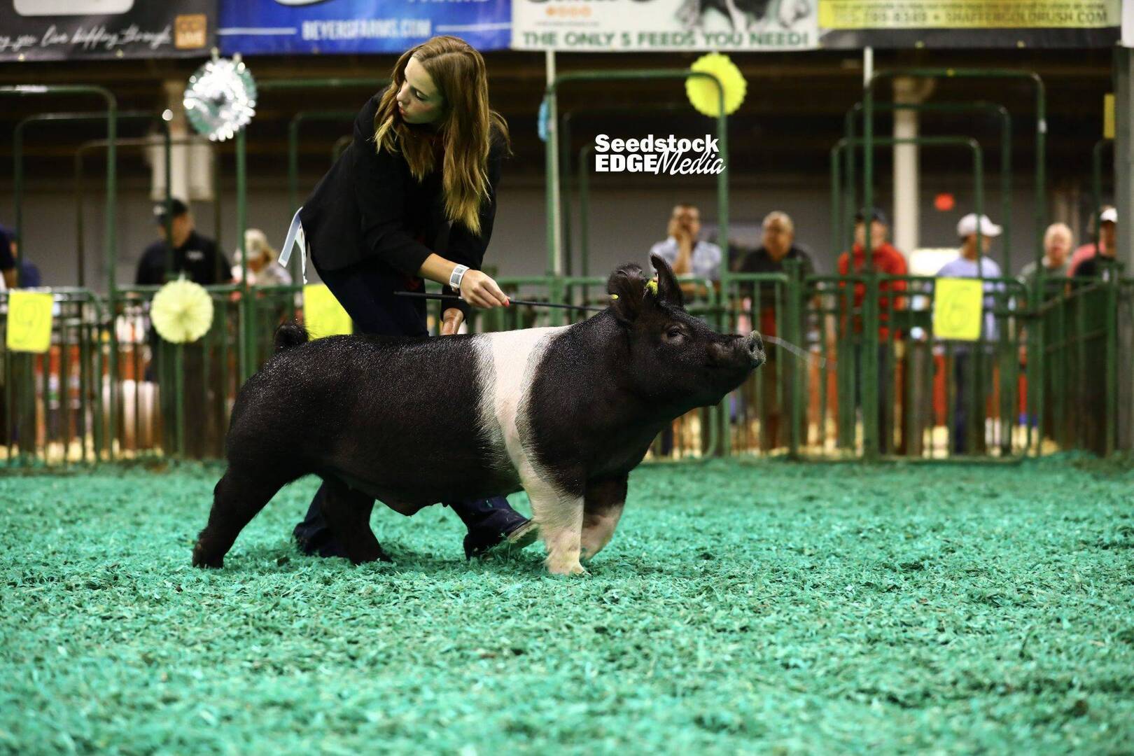 2021 NJSS Hampshire Barrow Show | National Swine Registry