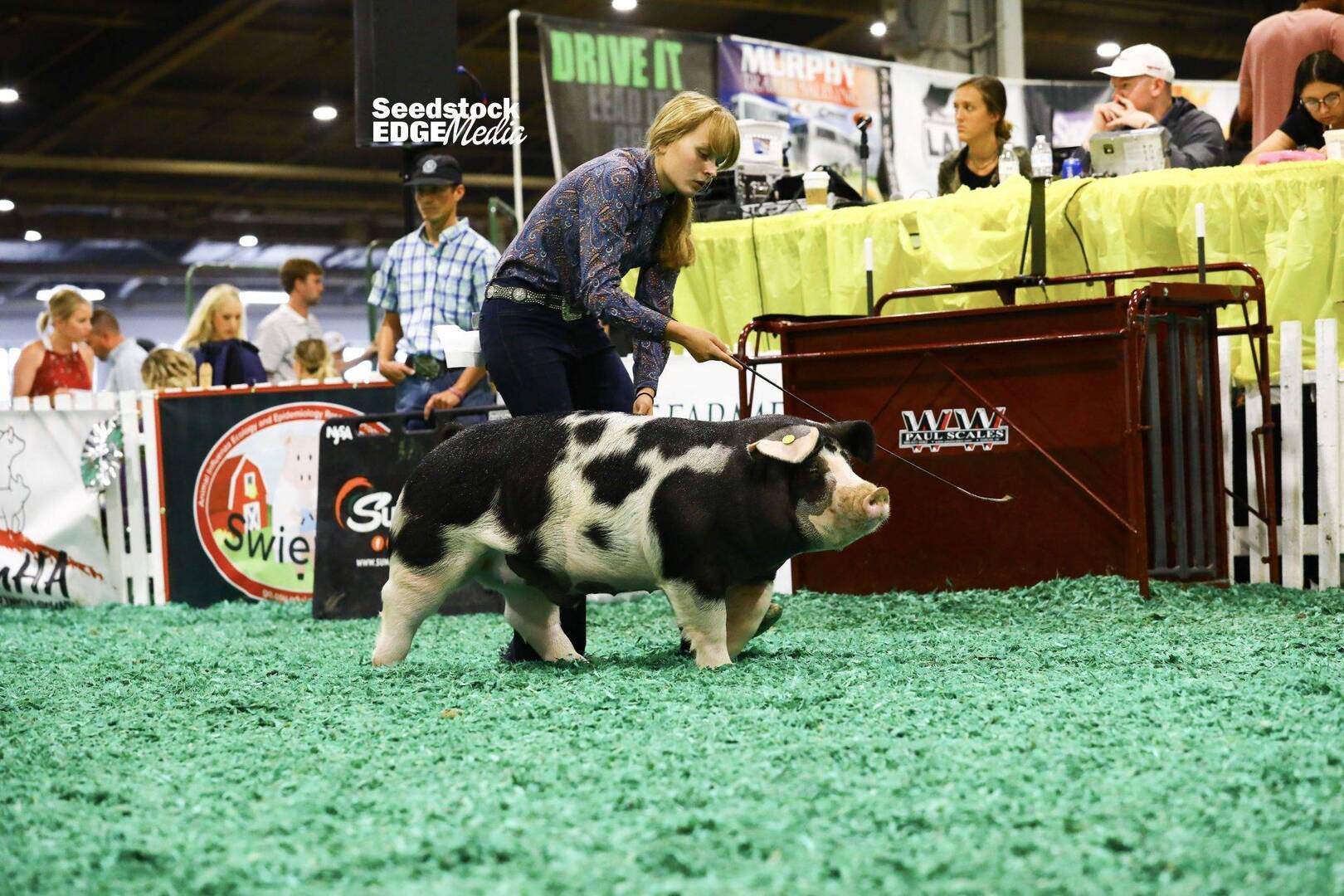 2021 NJSS Spotted Barrow Show | National Swine Registry