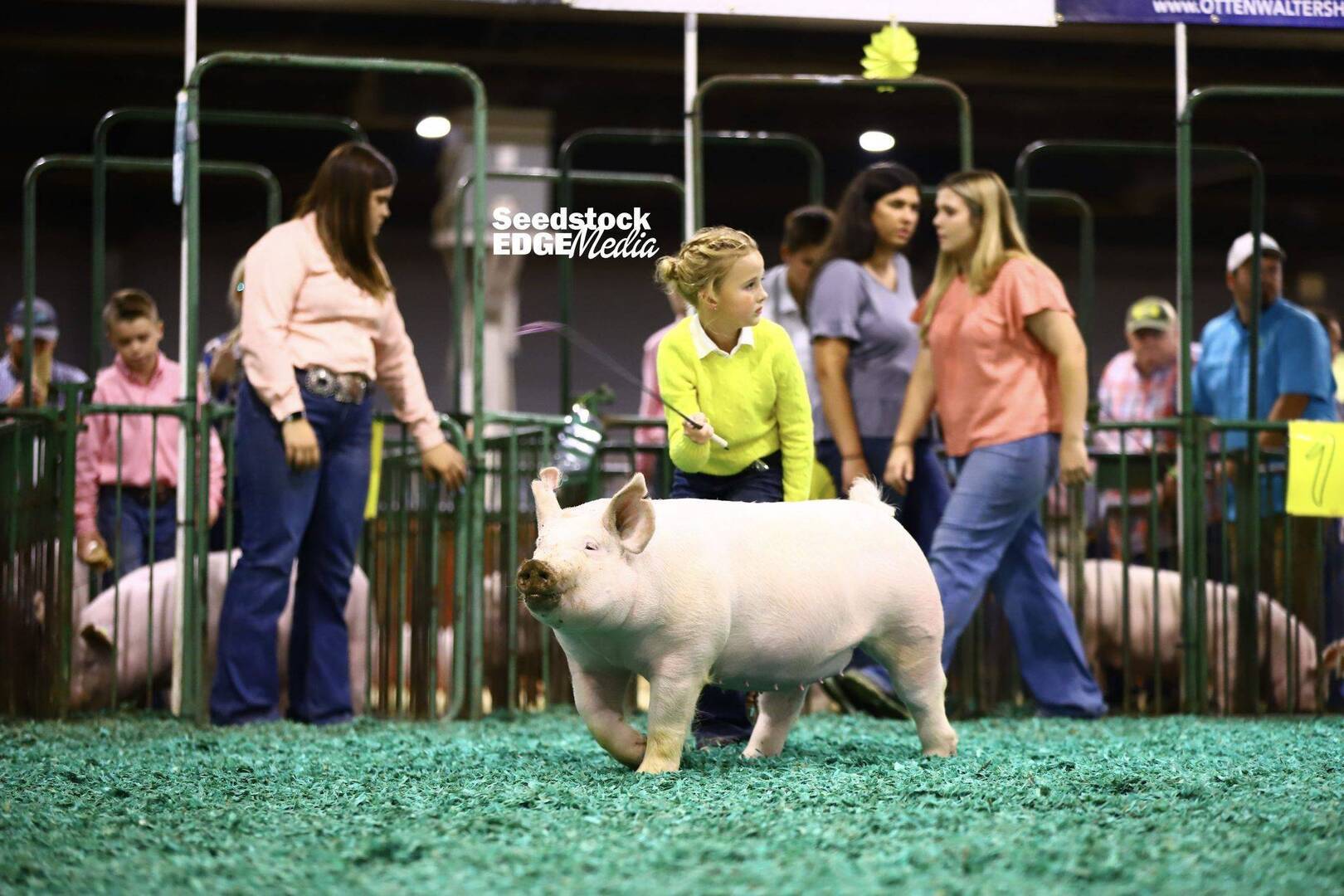 2021 NJSS Yorkshire Gilt Show | National Swine Registry