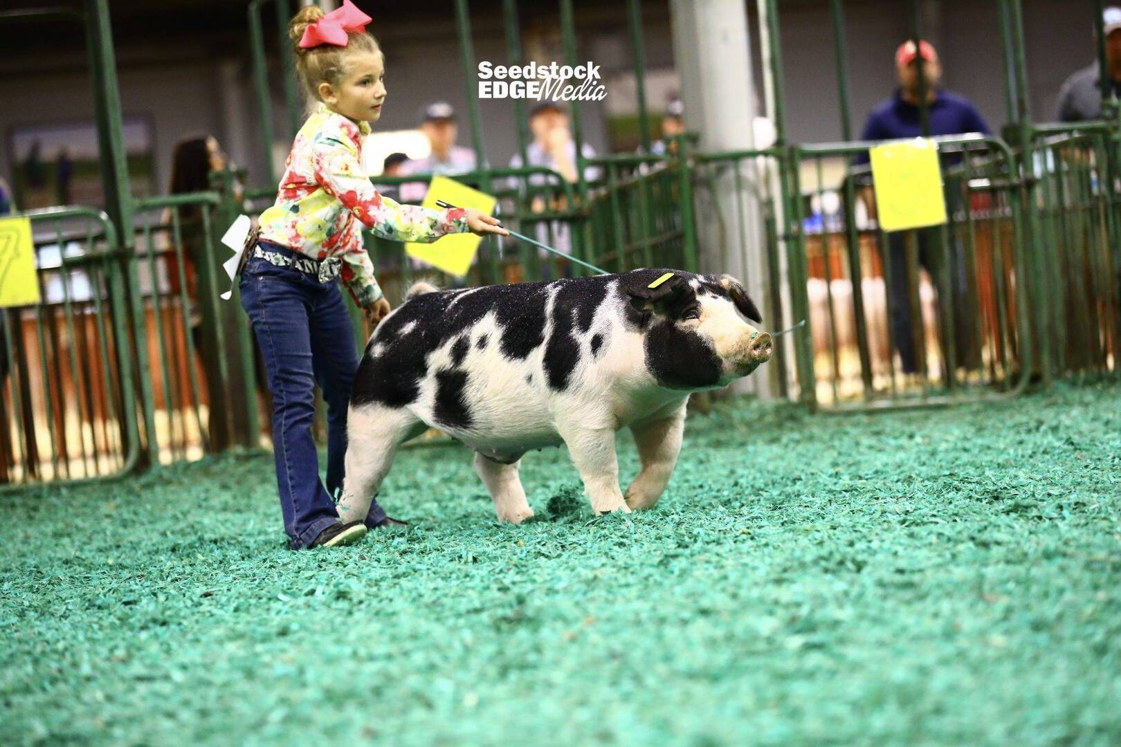 2021 NJSS Spotted Barrow Show | National Swine Registry
