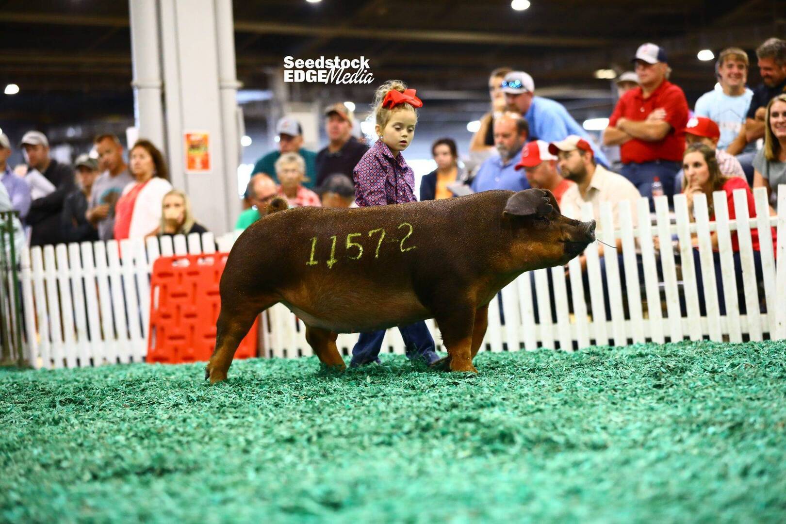 2021 STC Open Duroc Show | National Swine Registry