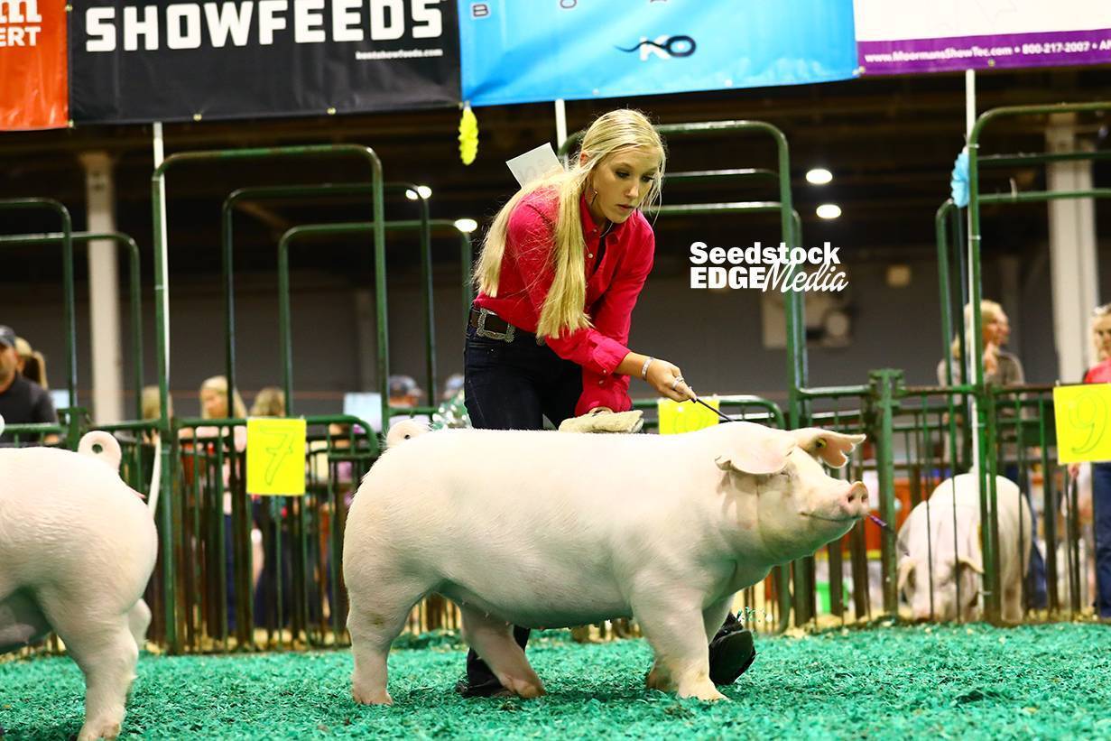 2021 NJSS Landrace Gilt Show | National Swine Registry