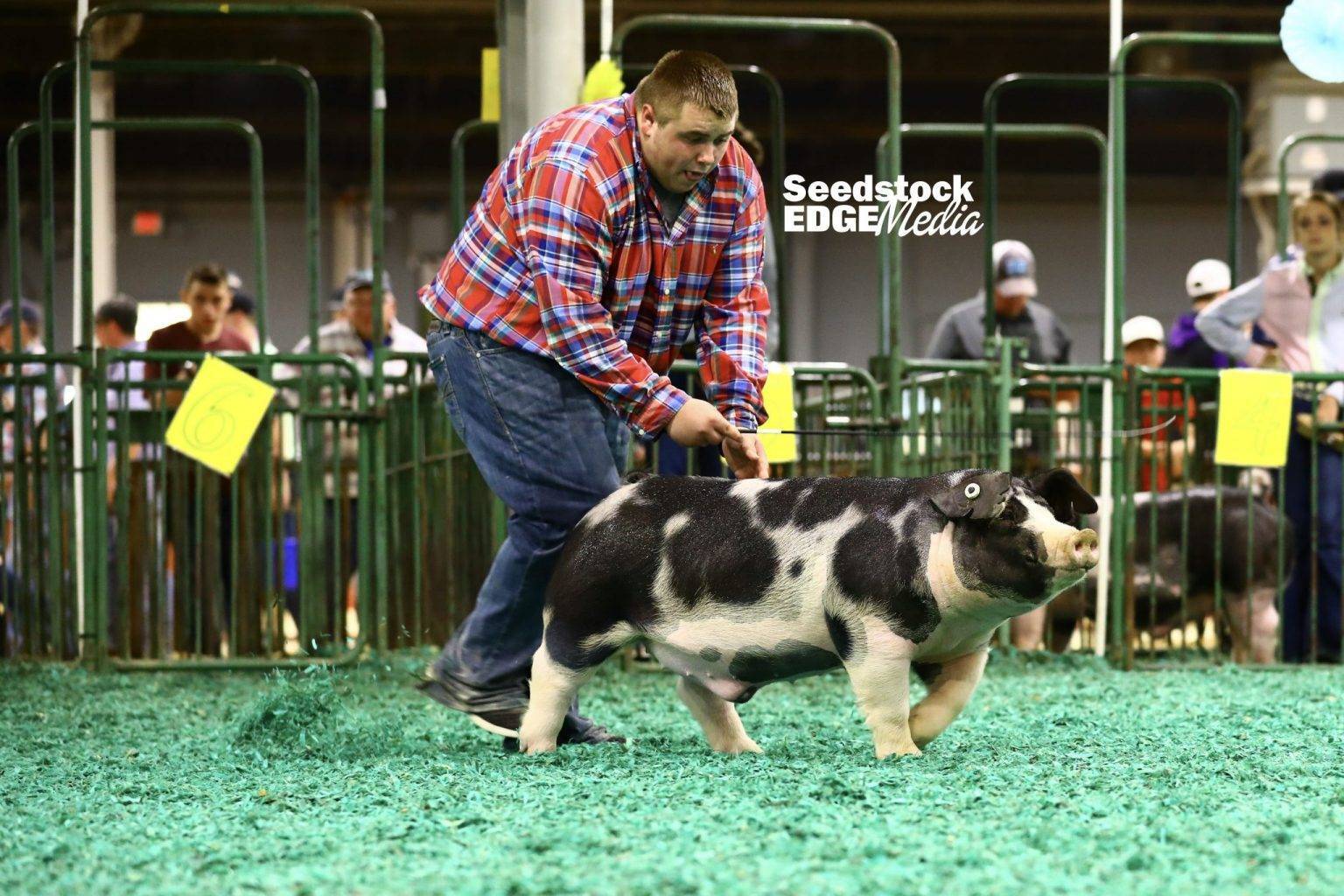 2021 NJSS Spotted Barrow Show | National Swine Registry
