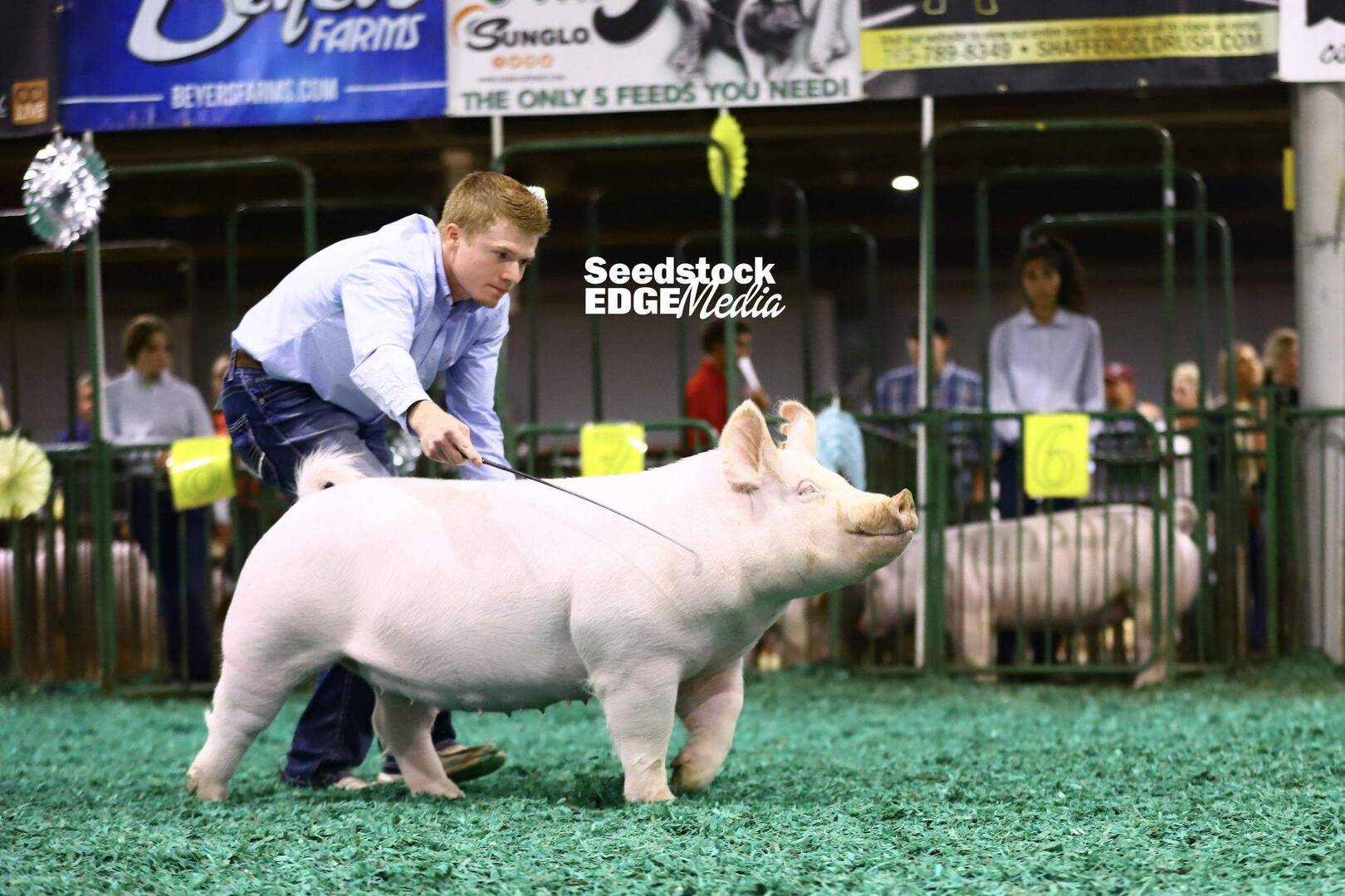 2021 NJSS Yorkshire Gilt Show | National Swine Registry