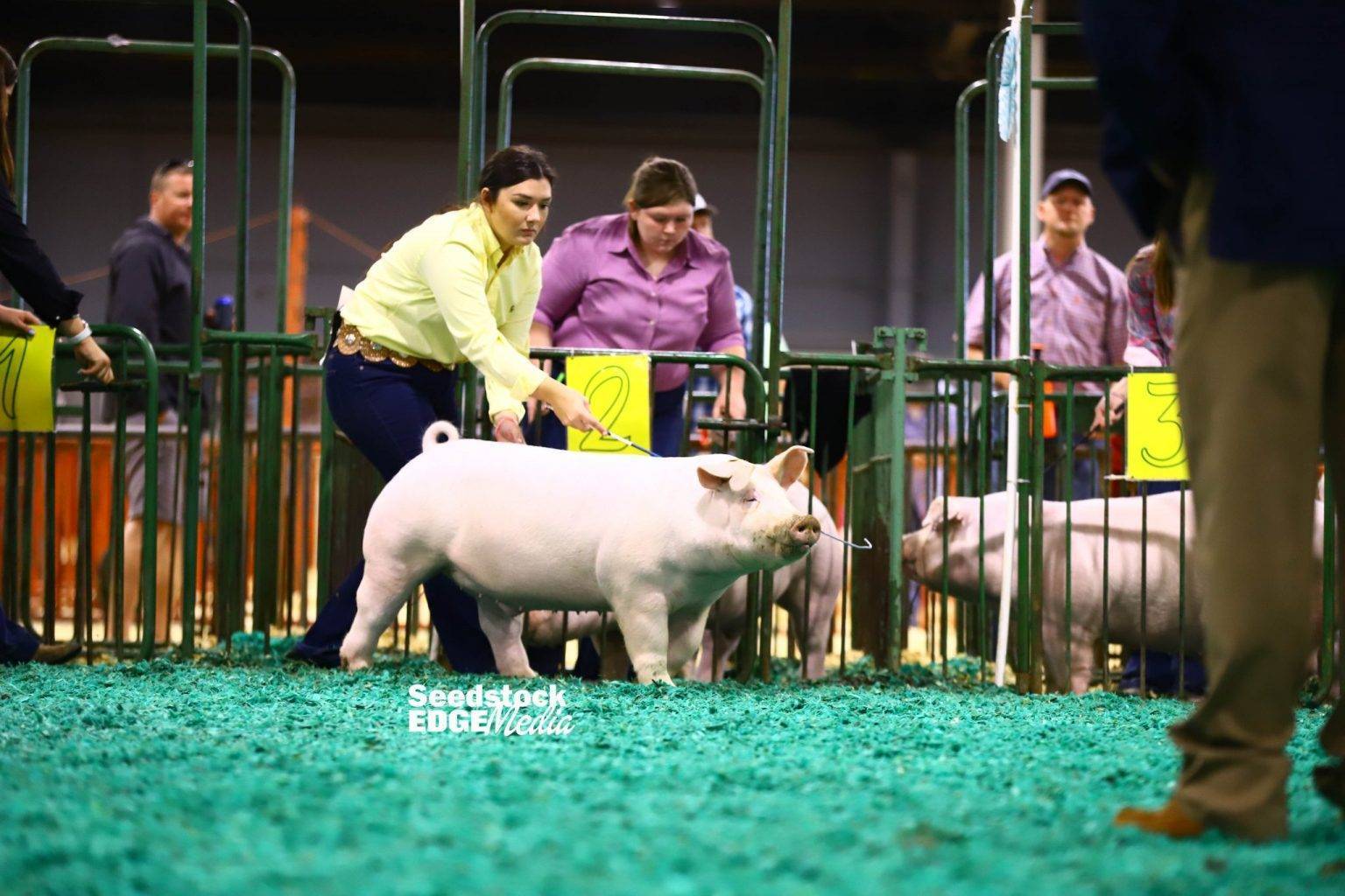 2021 NJSS Chester White Barrow Show | National Swine Registry
