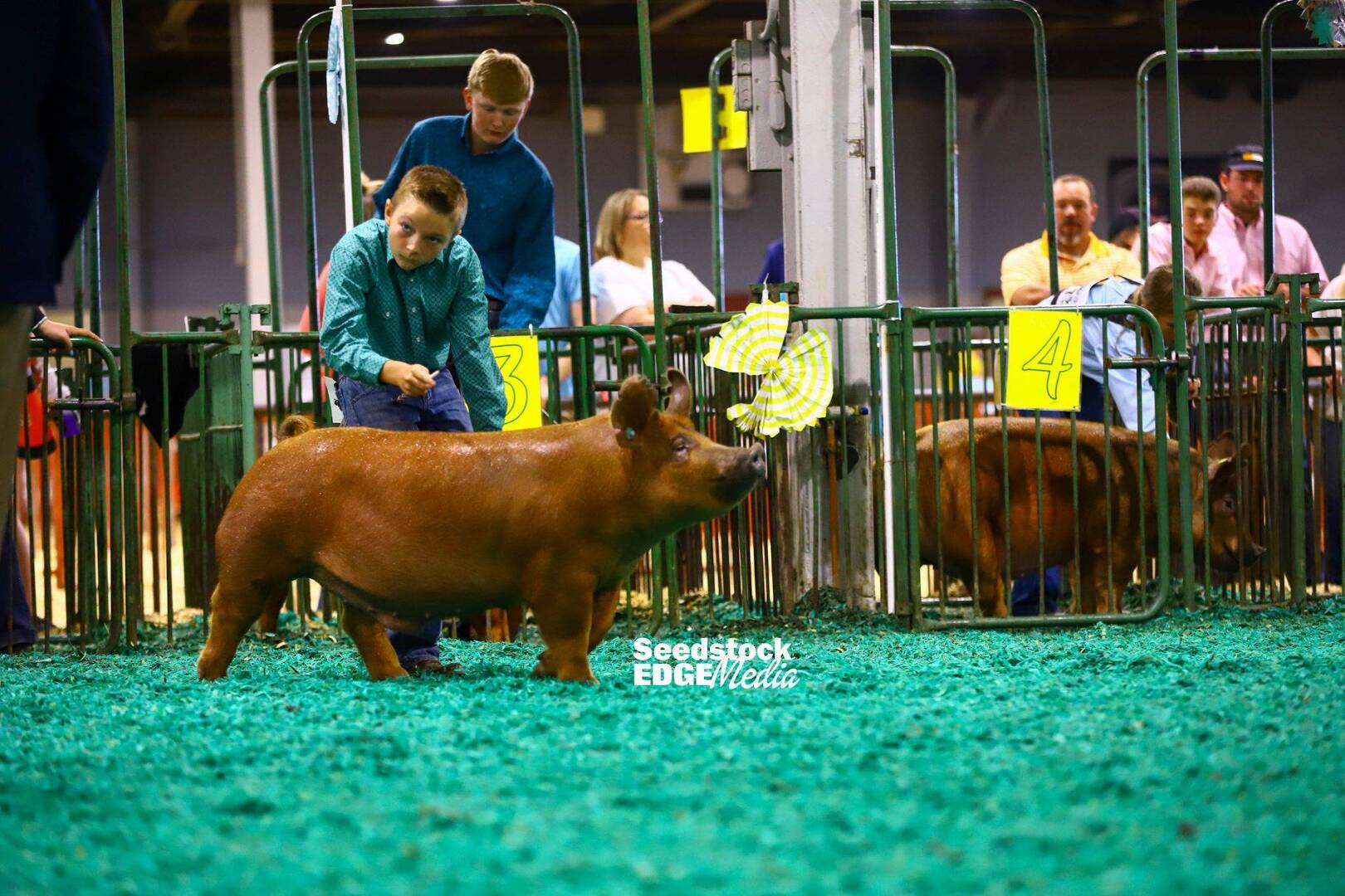 2021 NJSS Tamworth Barrow Show | National Swine Registry