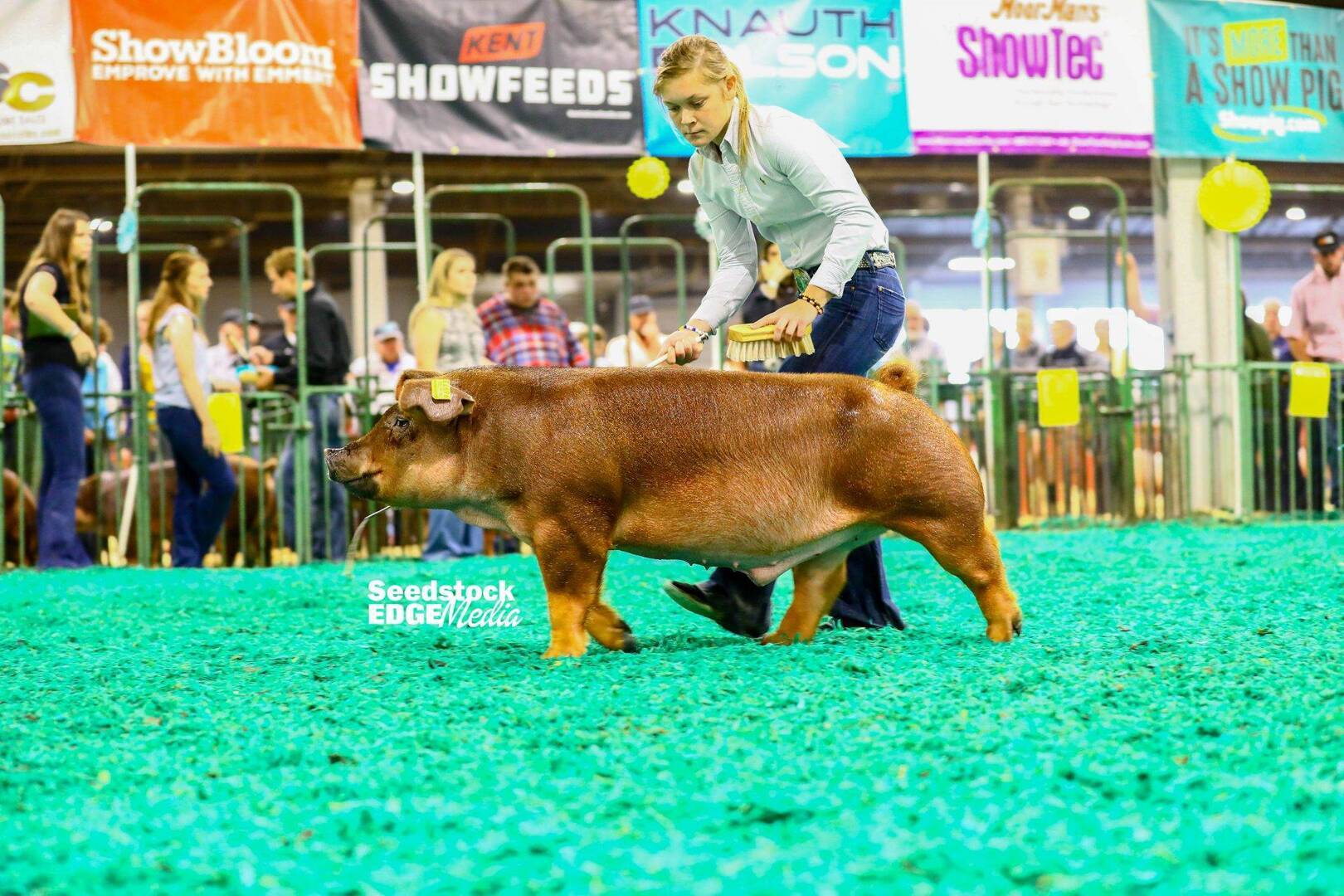 2021 NJSS Duroc Barrow Show | National Swine Registry