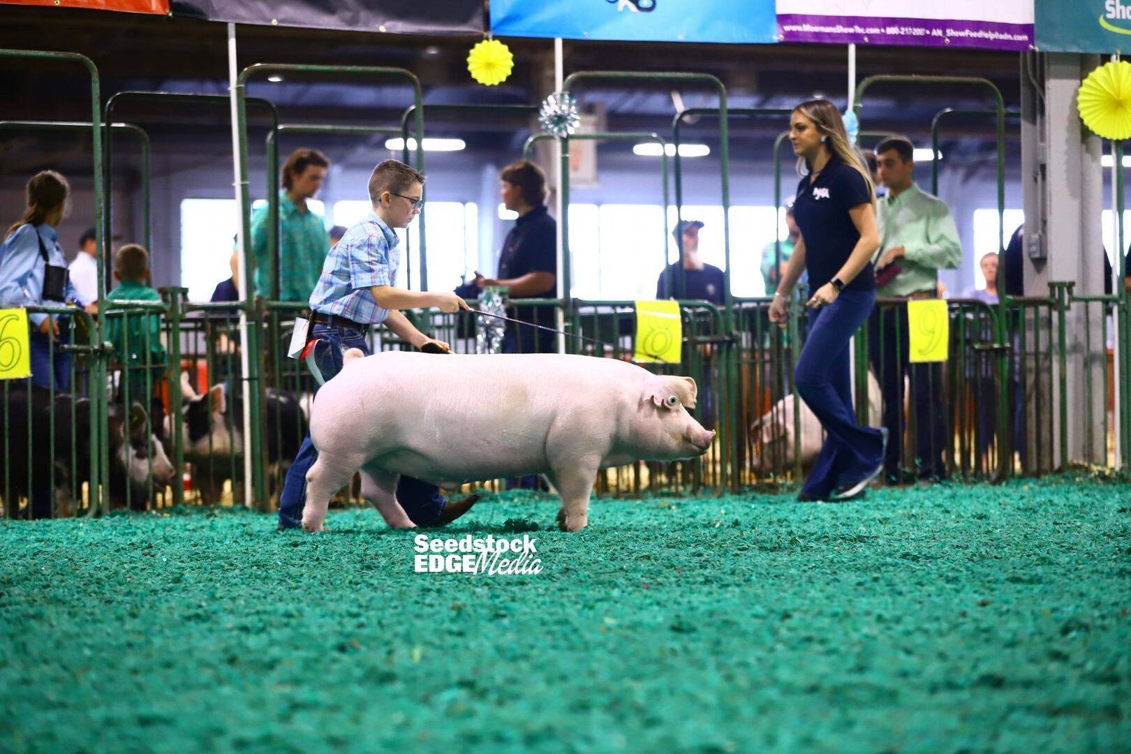 2021 NJSS Landrace Barrow Show | National Swine Registry