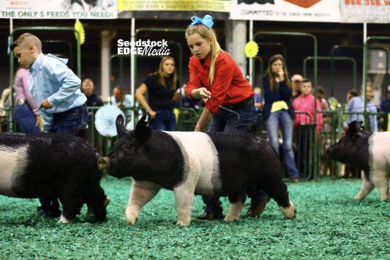 2021 NJSS Overall Crossbred Gilt Show | National Swine Registry