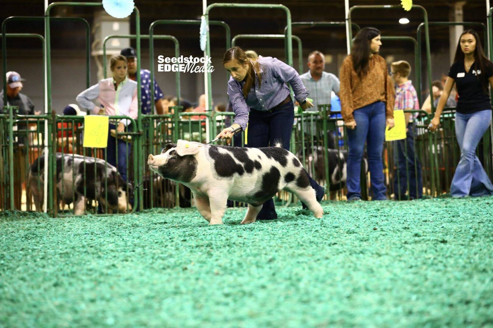 2021 NJSS Spotted Barrow Show | National Swine Registry