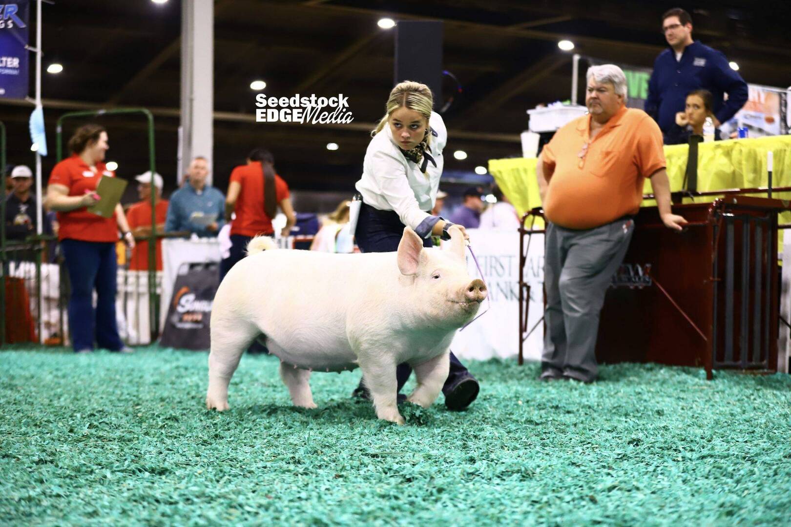 2021 NJSS Yorkshire Gilt Show | National Swine Registry